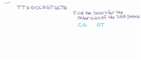 SOLVED A Portion Of One Strand In A DNA Molecule Has The Following Sequence Of Bases