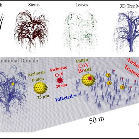 Top Computational Modeling Of A Willow Tree Showing The Trunk Stems