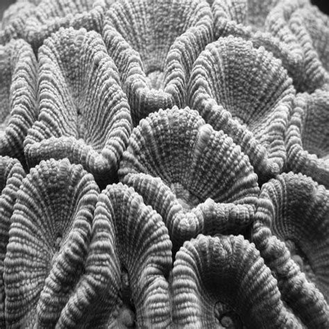 Coral Detection Object Detection Dataset V Am By Data Sets For Research