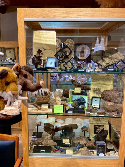 Fossil Display Case By Smilo The Sabertooth On Deviantart