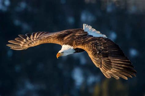 How High Can An Eagle Fly? Brilliant Bird Facts To Make You Soar | Kidadl