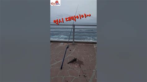 속초 대포항에서 낚시하면 역시 대물이 Youtube