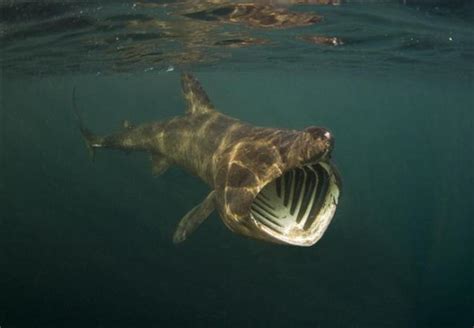 Cetorhinus maximus (Gunnerus, 1765)