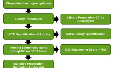 ChIP Sequencing From Other Services By Sanbio B V