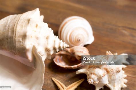 다양한 조개 껍질 수집 모래 달러 콘치 가리비 별 물고기 배경은 거친 나무입니다 0명에 대한 스톡 사진 및 기타 이미지 Istock