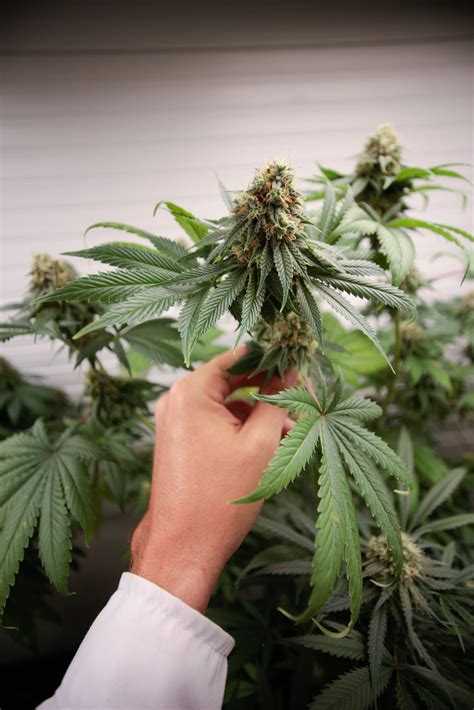 C Mo Afecta La Marihuana En La Salud Bucal Cosechalibre