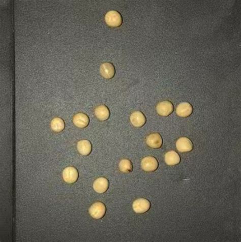 计算机视觉 基于图像处理和边缘检测算法的黄豆计数实验图像识别痘痘数量 Csdn博客