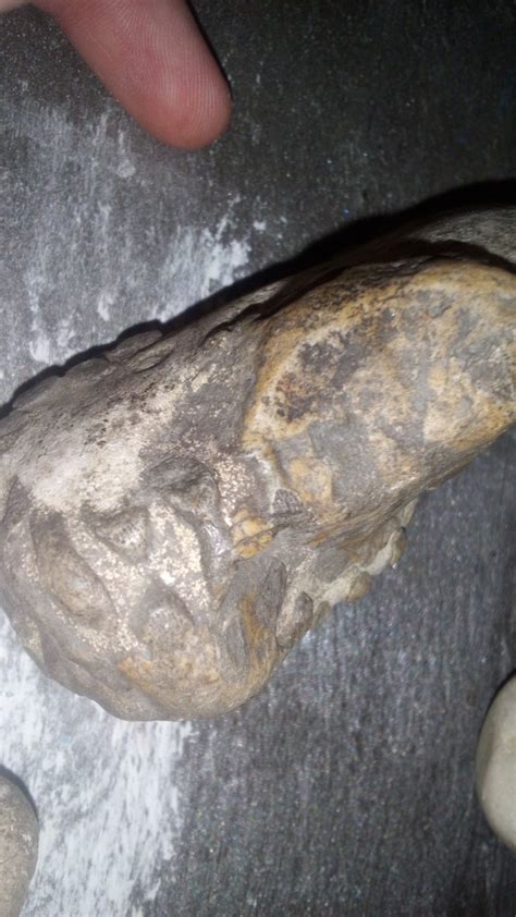 Fossilized Octopus Rgeology