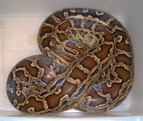 Species And Kinds Python Animals In The World