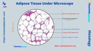 Adipose Tissue Under Microscope With Labeled Diagram AnatomyLearner Veterinary Anatomy