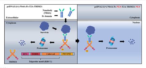 Figure 1 From A Nanobody Based Molecular Toolkit For Ubiquitinproteasome System Explores The