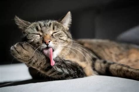 Warning Signs Your Cat Is Crying For Help Puainta