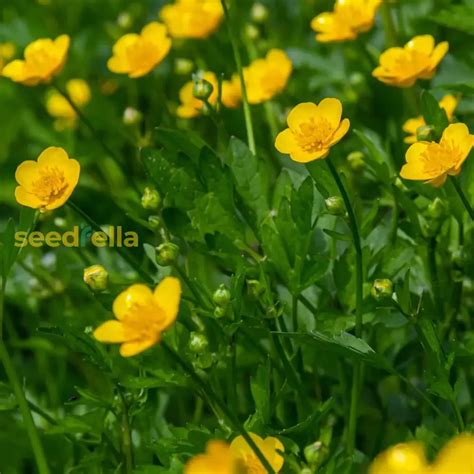 Buttercup Seeds Yellow Flower Planting Guide