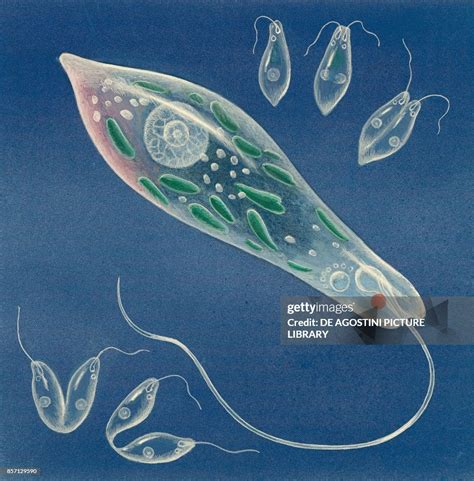 Unicellular Green Algae Diagram Yes These Flesh Eating Algae Are