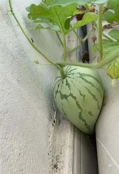 此图来自「蜜图插件」粘贴采集 花瓣网