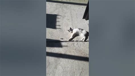 ფისო Youtube