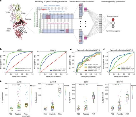 Construction And Validation Of Deepneo Tcr Model A Schematic