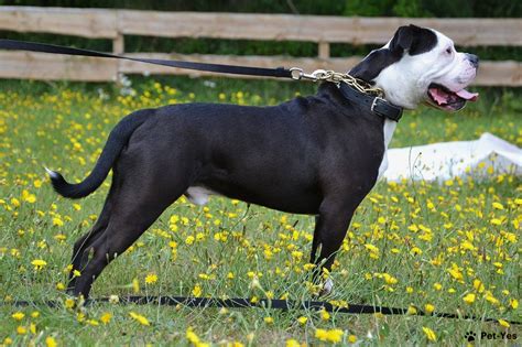 Собака Бульдог виды бульдогов с фото названиями и описанием История и характер породы