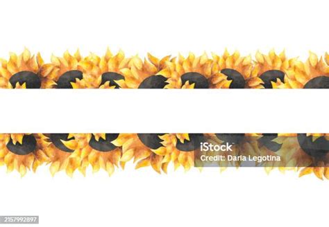 해바라기와 수채화 꽃 배너 테두리 템플릿 태양 시드 오일 포장 광고 원예 일 장식 포스터 디자인 인증서 프레임 엽서 웹 사이트 인쇄 여성의 날 어머니의 날 0명에 대한 스톡