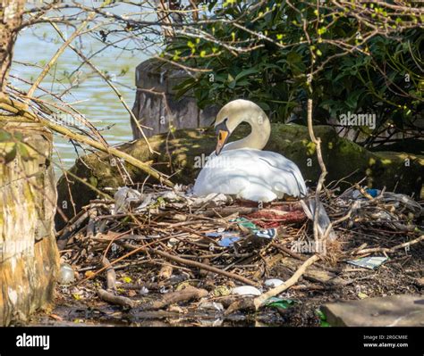 Female Swan Incubating Eggs In A Nest In The Pond But Filled With Rubbish Dumped In The Water
