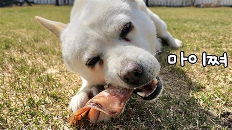 잘 놀고 잘 먹고 잘 자고 잘 싸고 Youtube