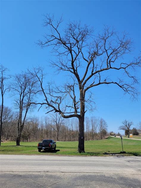 Michigan Early Spring Naked Tree Editorial Stock Image Image Of Tree Michigan