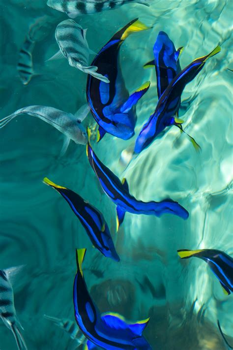 노란 지느러미 다채로운 물고기 맑은 물 물고기 물고기 학교 바다 바다 생물 방어 산호초 생물 발광 생생한 색상 수생 수생 서식지 수영 수족관 수중