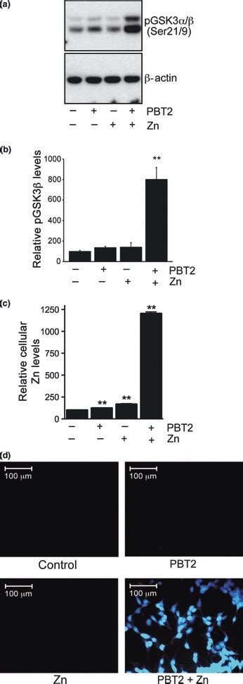 Zn Dependent Phosphorylation Of Gsk3 In Sh Sy5y Cells Treated With Download Scientific Diagram
