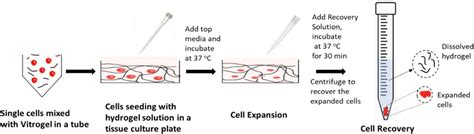 Schematic Representation Of Expansion And Recovery Of Dlbcl Cell Lines