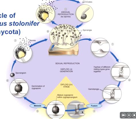 Bio 112 Lecture Fungi Exam 2 Review Flashcards Quizlet