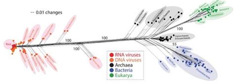 Ch 26 Viral Classification Flashcards Quizlet
