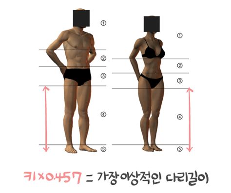 과학적으로 가장 매력적인 다리 비율은 연애의 과학