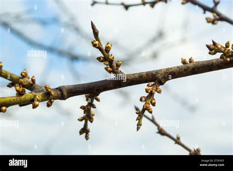 Budding Buds On A Tree Branch In Early Spring Macro Stock Photo Alamy