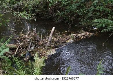 6 Hundred Fallen Tree Across River Royalty Free Images Stock Photos Pictures Shutterstock