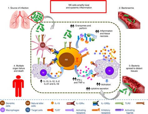 Sepsis Cascade Diagram