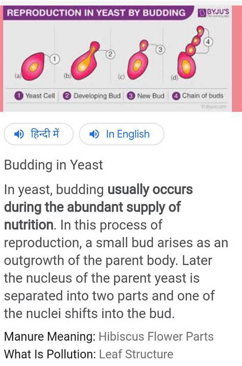 Budding Yeast Diagram
