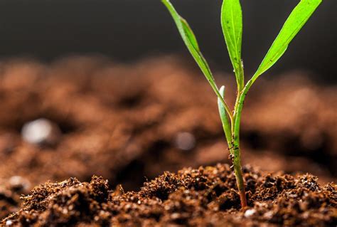 植物原生质体融合创造杂种的方法 —【发财农业网】