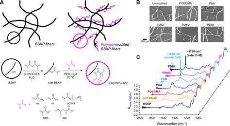 A Schematics Of The Grafting Through Polymerization Approach Used For Download Scientific