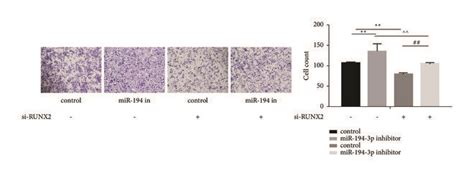 Runx2 Is Crucial To The Proliferation And Migration Of Hkf Cells A