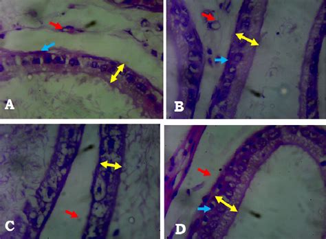 The Magnified View Of Epididymis Where The Epithelial Layer Thickness Download Scientific