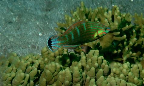 Tail Spot Wrasse Facts Diet Habitat And Pictures On Animaliabio