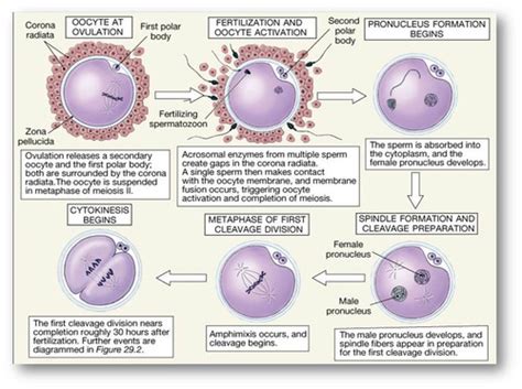 Zygote Formation