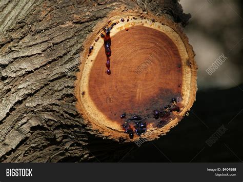 Bleeding Tree Image Photo Free Trial Bigstock