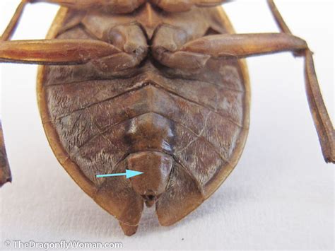 Sexing Giant Water Bugs The Dragonfly Woman