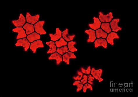 Pediastrum Sp Algae Fluorescence Photograph By Gerd Guentherscience