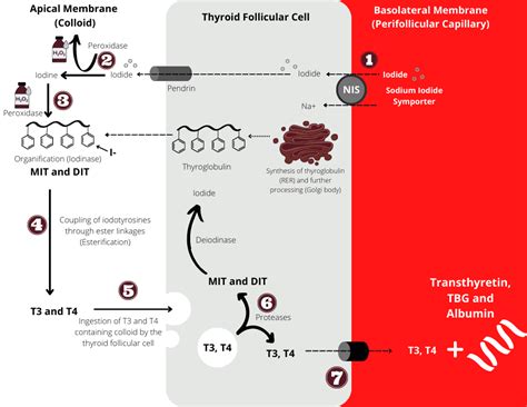 Thyroid Hormone Synthesis My Endo Consult