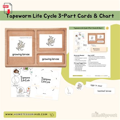 Tapeworm Life Cycle 3 Part Cards And Chart Zoology Montessori Printable