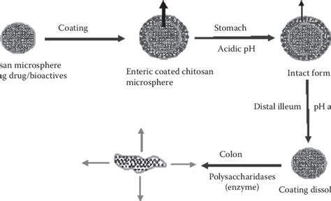 7 Schematic Representation Of Polymer Based Colon Specific Microspheres Download Scientific