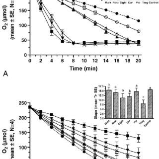 Interscapsular Brown Adipose Tissue A And B Hematoxylin And Eosin