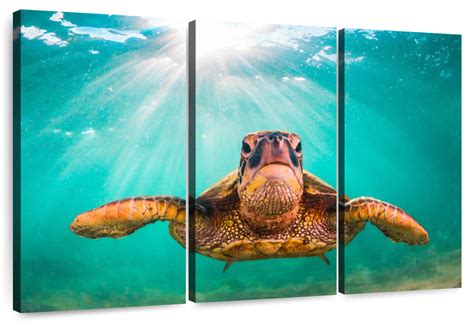 Maui Green Turtle Wall Art Artwork Coastal Compass Decor The